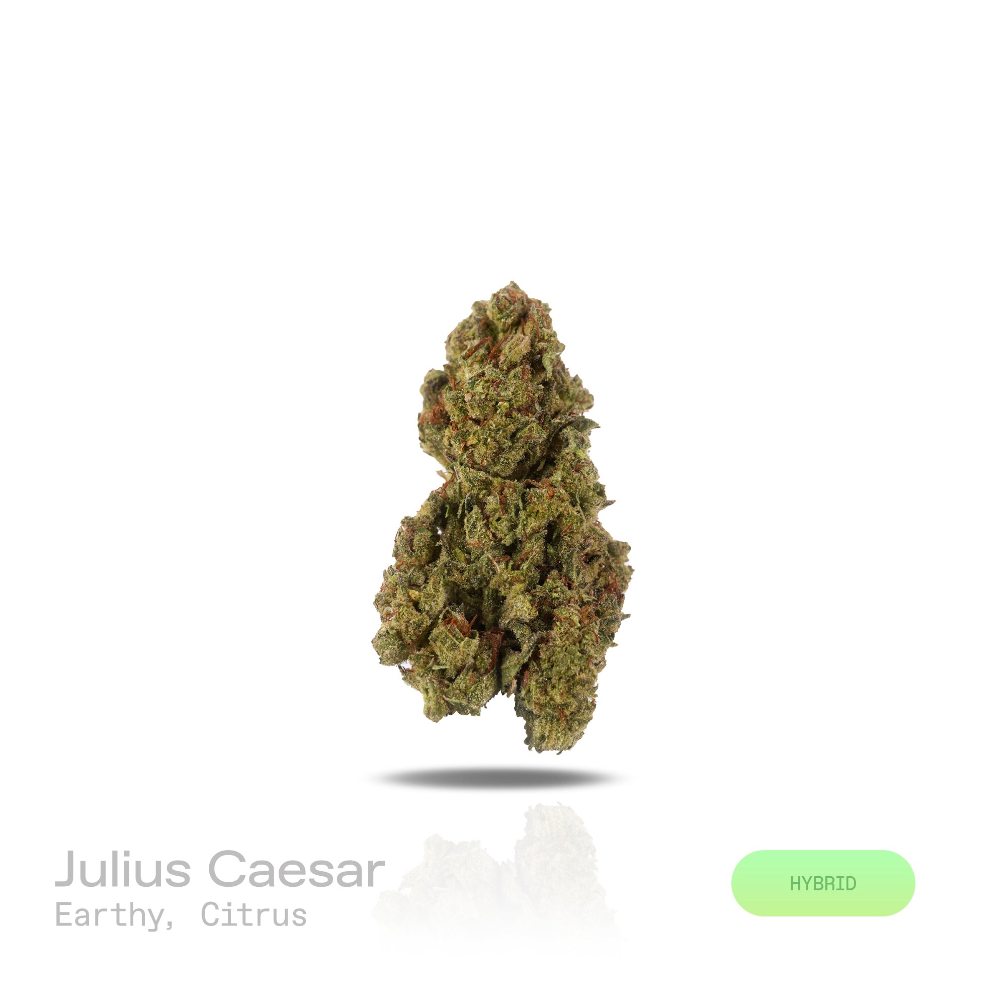 Julius Caesar THCa Flower (Indoor) (Hybrid) – Puffy THCa